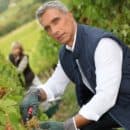 TIMBER! A Guide to the Harvesting of Trees